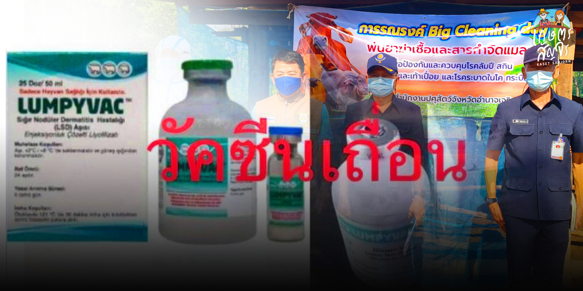 “กรมปศุสัตว์ห่วงเกษตรกรถูกหลอกให้ซื้อวัคซีนป้องกันโรคลัมปี สกินเถี่อน ...